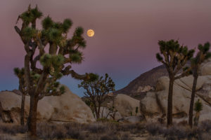 joshua-tree-full-moon-trees-rocks – Diamond Photography
