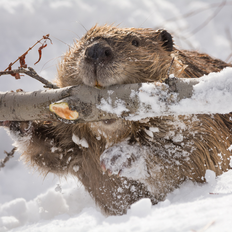 Winter Beaver - Diamond Photography